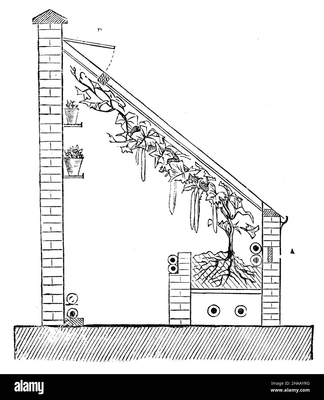Cucumber house, , (, ), Gurkenhaus Stock Photo - Alamy