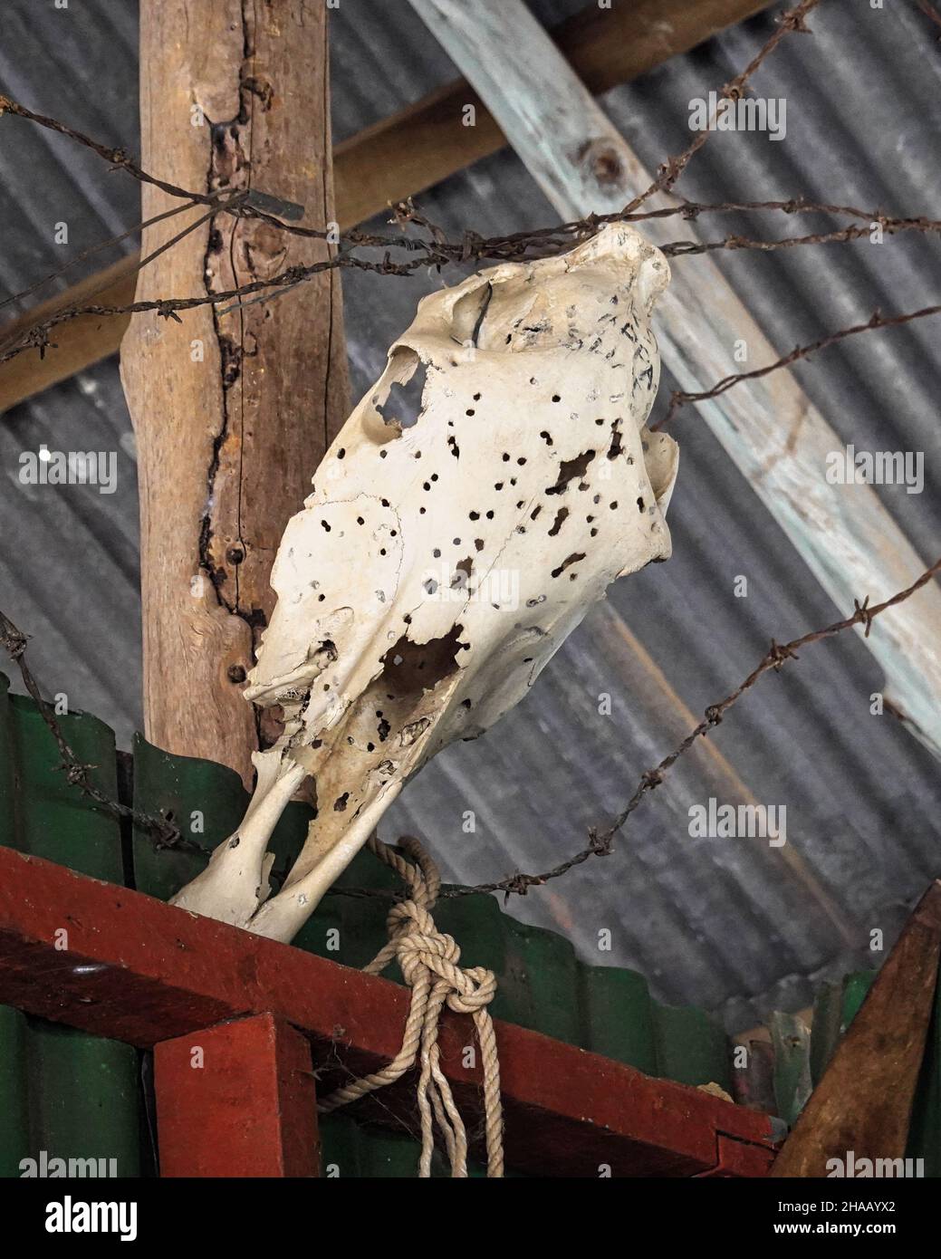 Cow skull filled with holes hanging from barbed wire on a post indoors ...