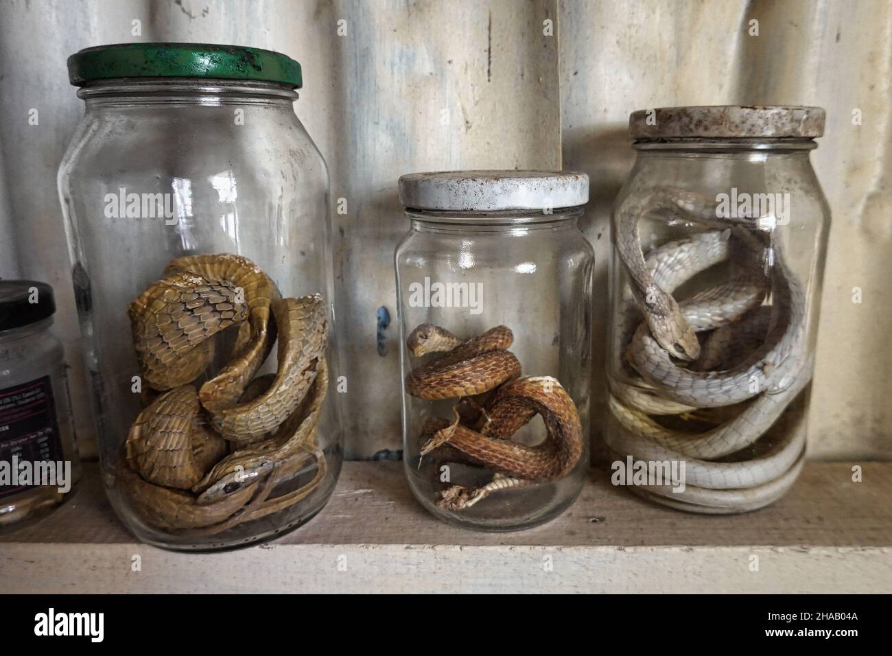 Snakes snake hi-res stock photography and images - Alamy