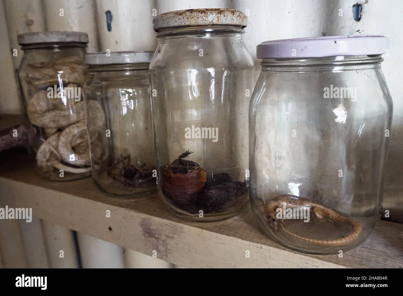 Brown snake taxidermy hi-res stock photography and images - Alamy