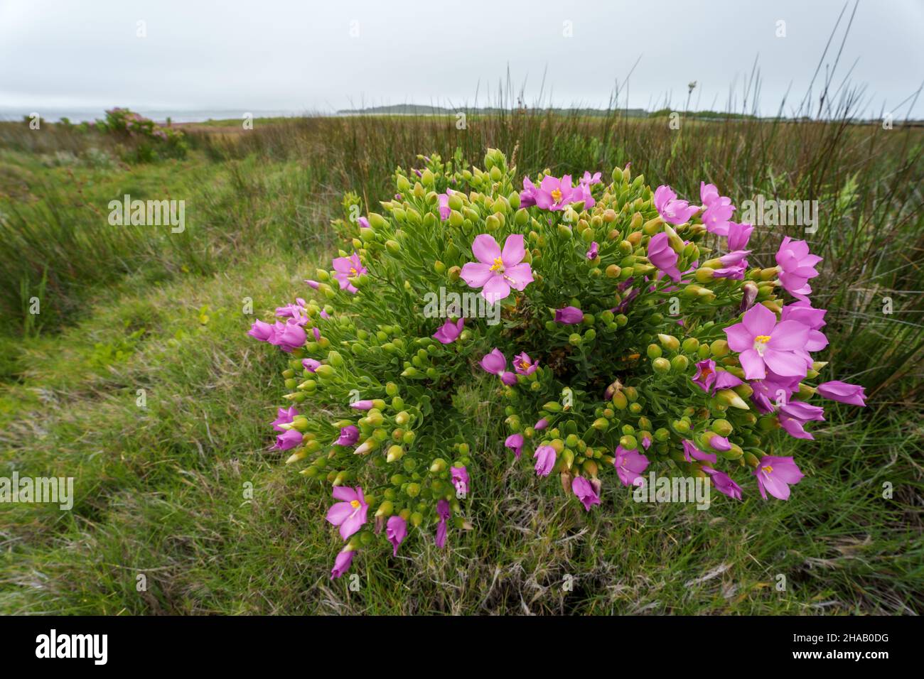 Sea-rose or sticky flower (Orphium frutescens) at Rooisand Nature ...