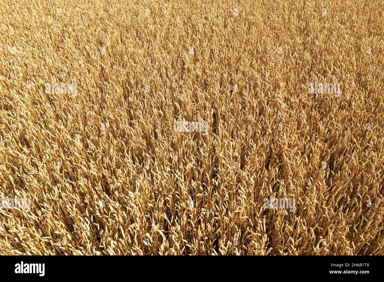 wheat field top view, ears wheat from above, golden ripe field of wheat ...