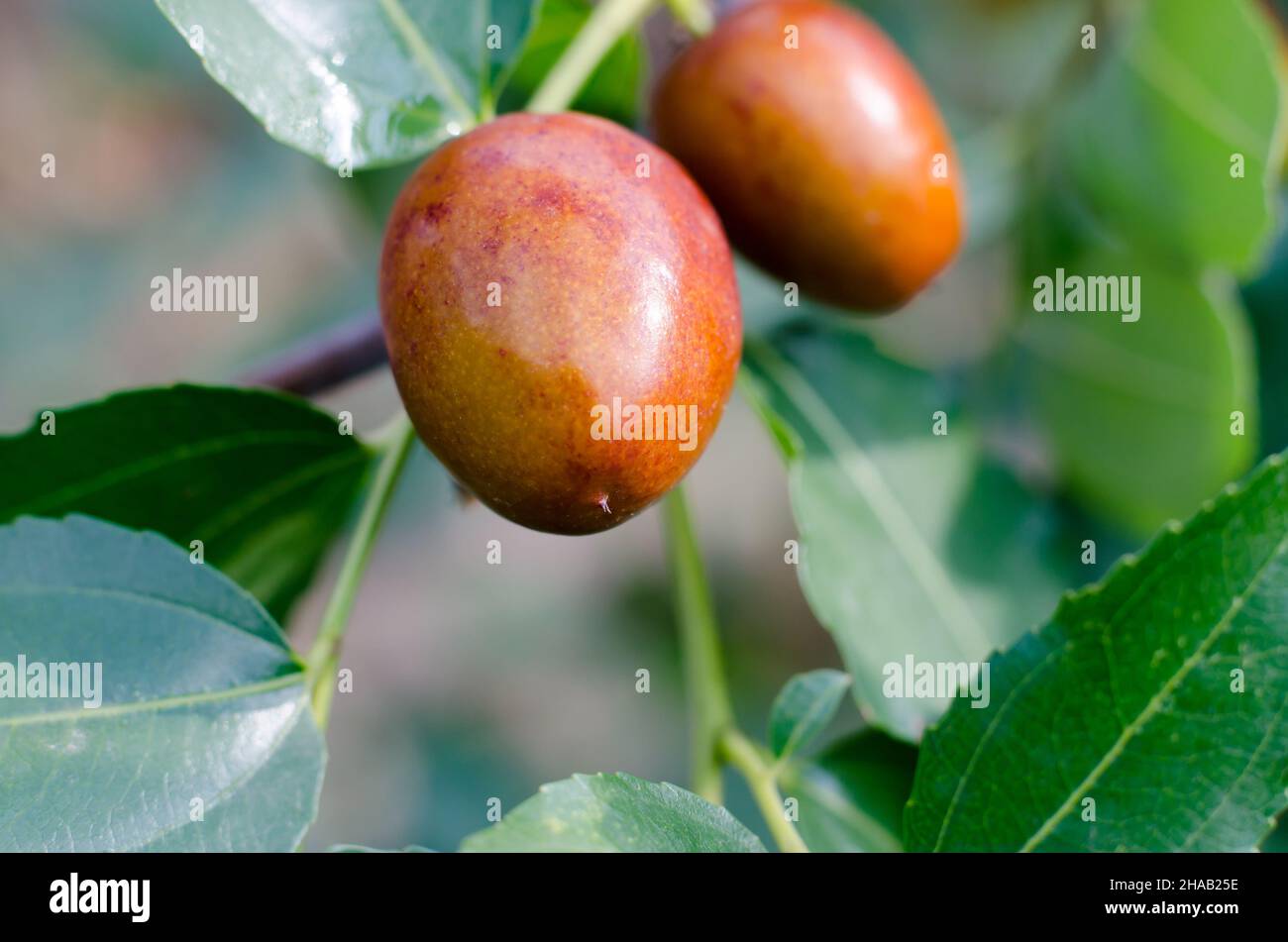 Ripe fruits of Chinese date on a tree branch close up Stock Photo - Alamy
