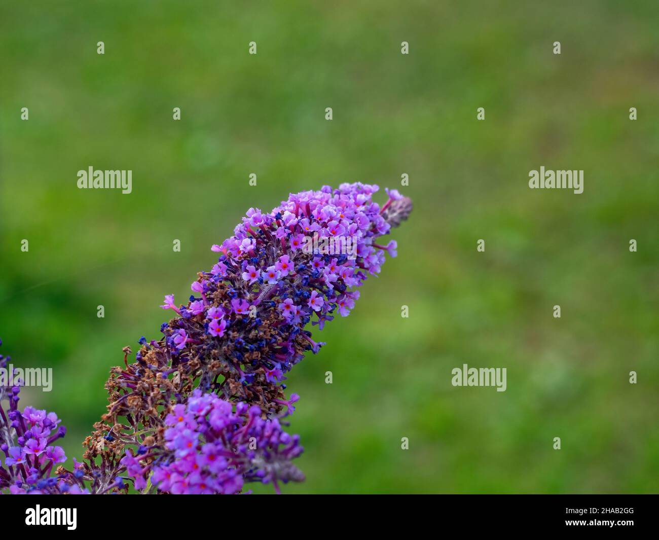 small purple flowers in gardens Stock Photo - Alamy