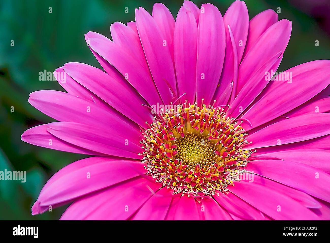 Full bloom pattern hi-res stock photography and images - Alamy