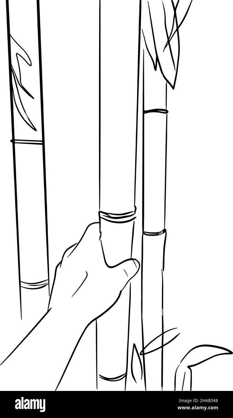 Bamboo stem leaves outline hi-res stock photography and images - Alamy