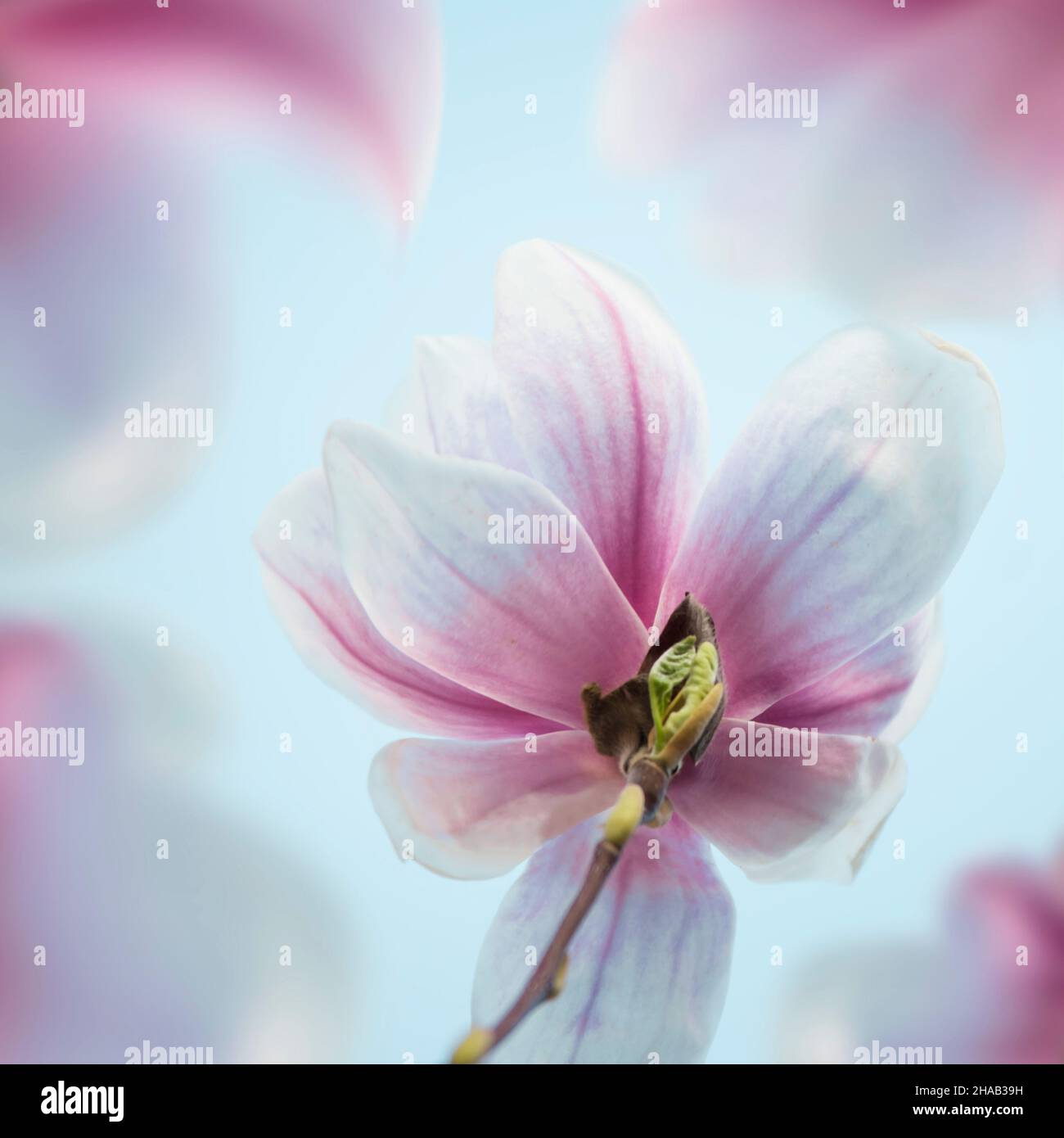 Close up of white and pink magnolia flowers bloom at blurred nature ...