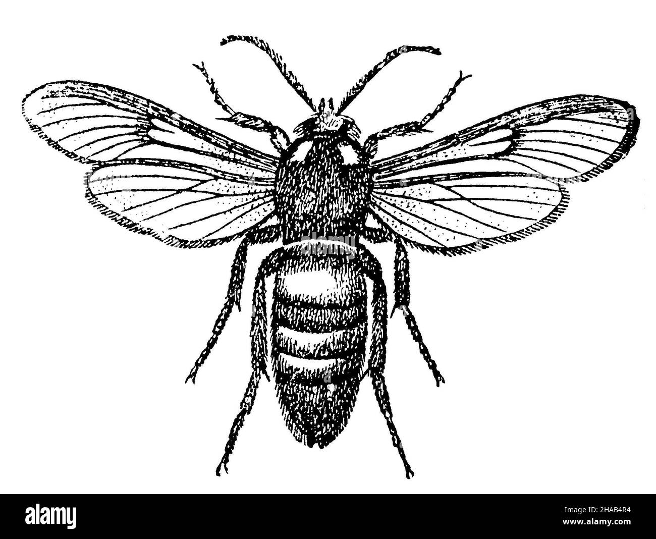 Biene hawk moth hi-res stock photography and images - Alamy