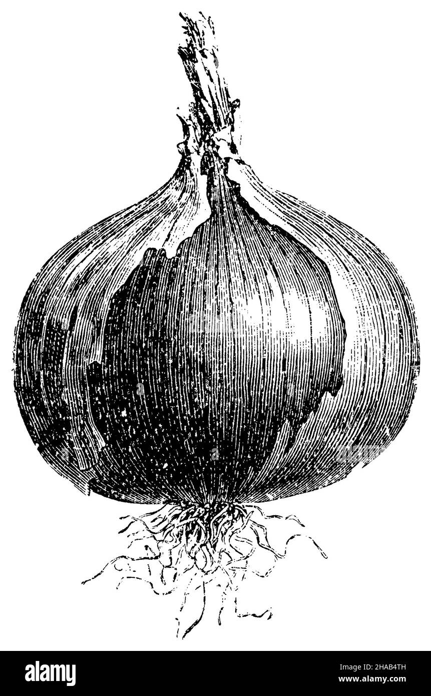 Onion , variety: Yellow Zittau giant onion, , (garden book, 1893 ...