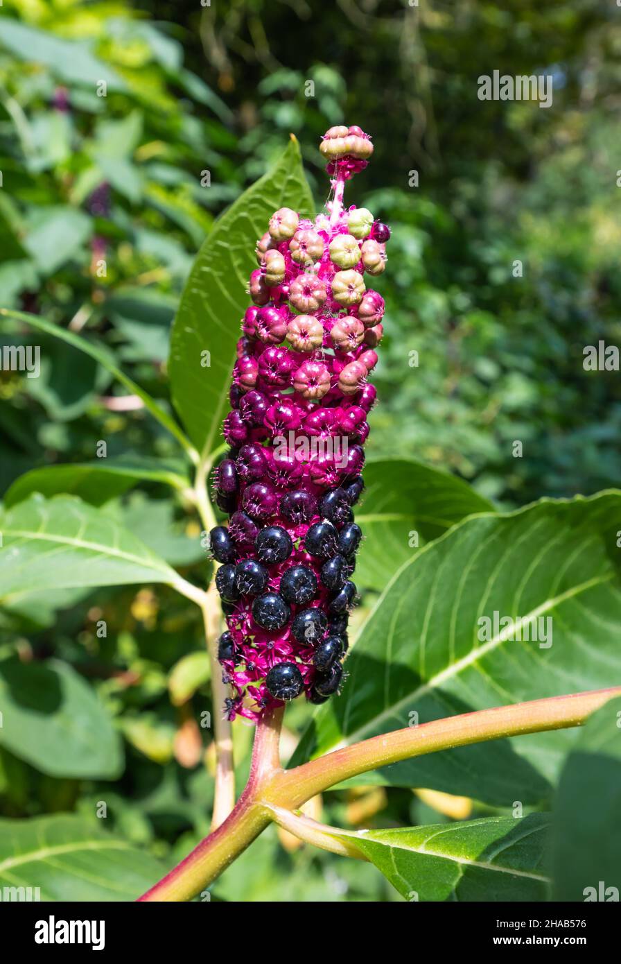 Phytolacca polyandra (Pokeweed, Poke Weed, Chinese Pokeweed, Poke Berry ...