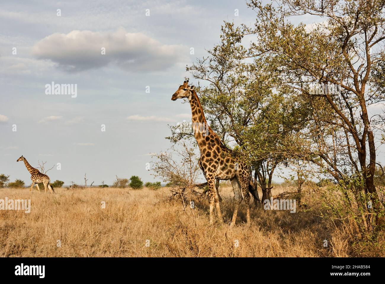 Tall Giraffe standing in the bush, South Africa Stock Photo - Alamy