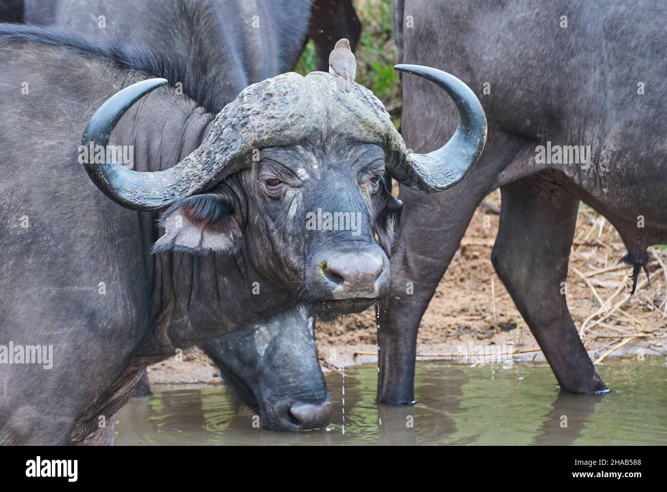 Herd of african cape buffalo standing in the bush Stock Photo - Alamy