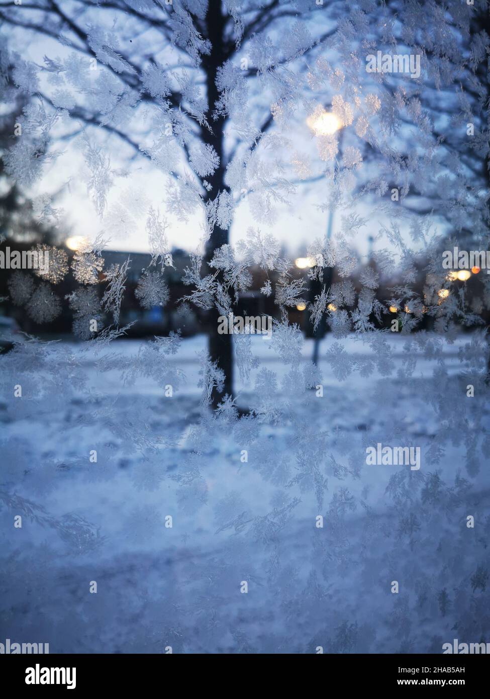 A selective of snowflakes falling down in an evening park Stock Photo ...