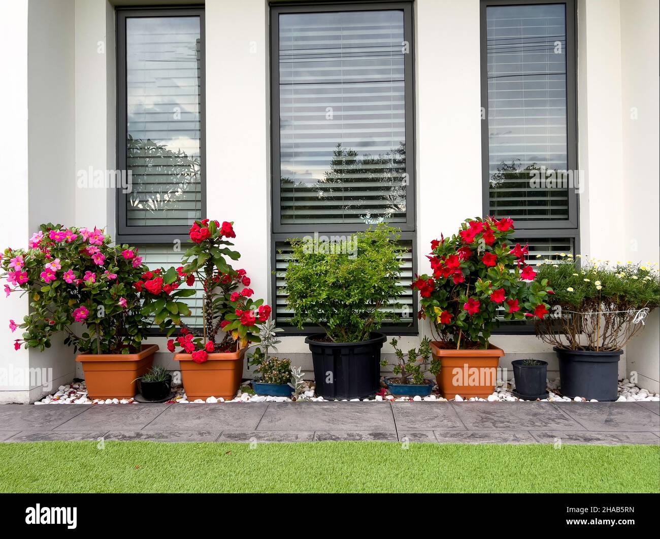 Flowers and pot plants in front of house windows in a home garden Stock ...
