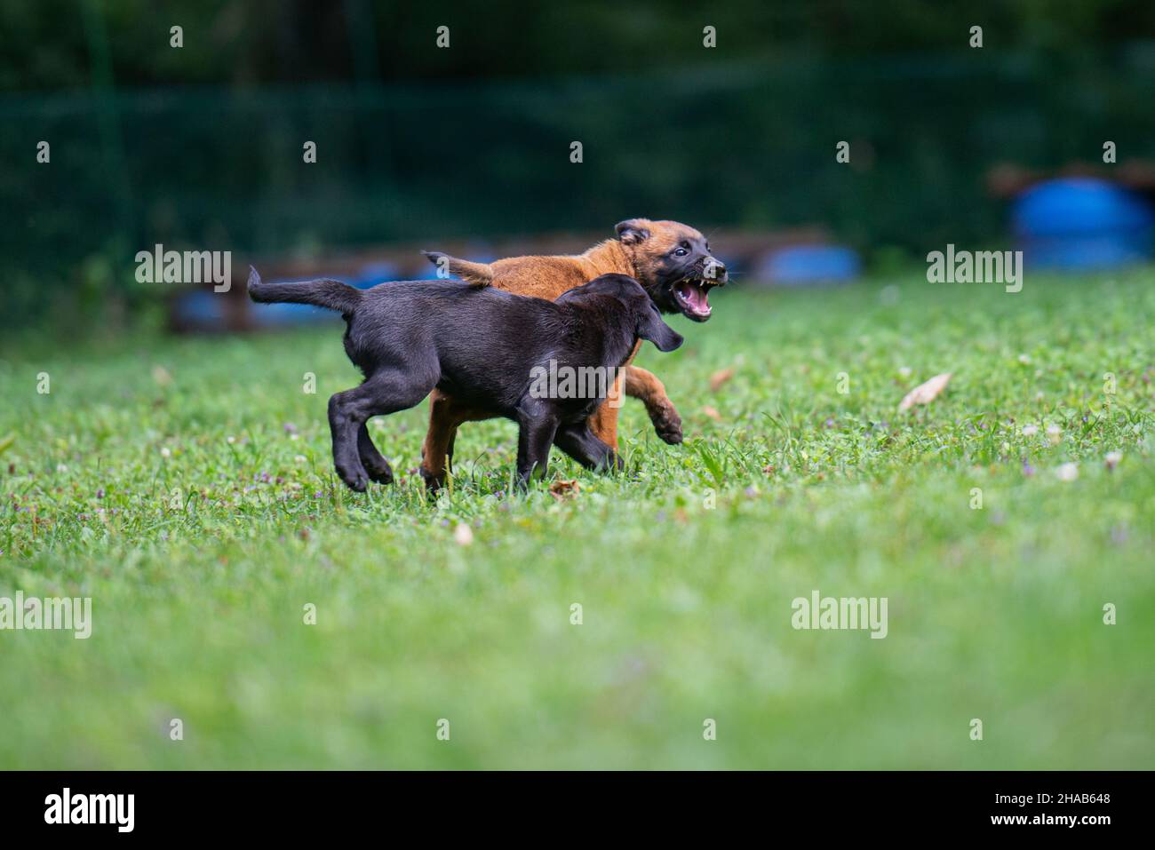 Belgian malinois and black labrador retriever puppies playing outside ...
