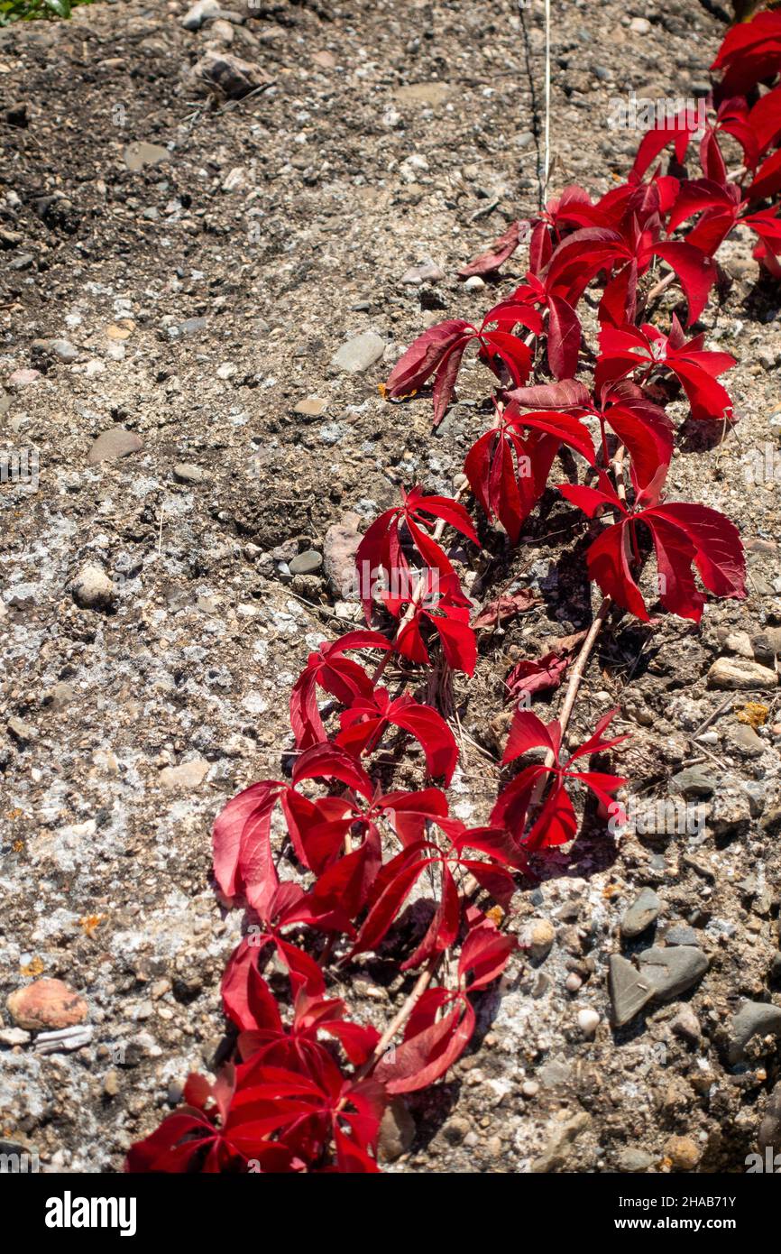 Red American Ivy growing on a wall in France Stock Photo - Alamy