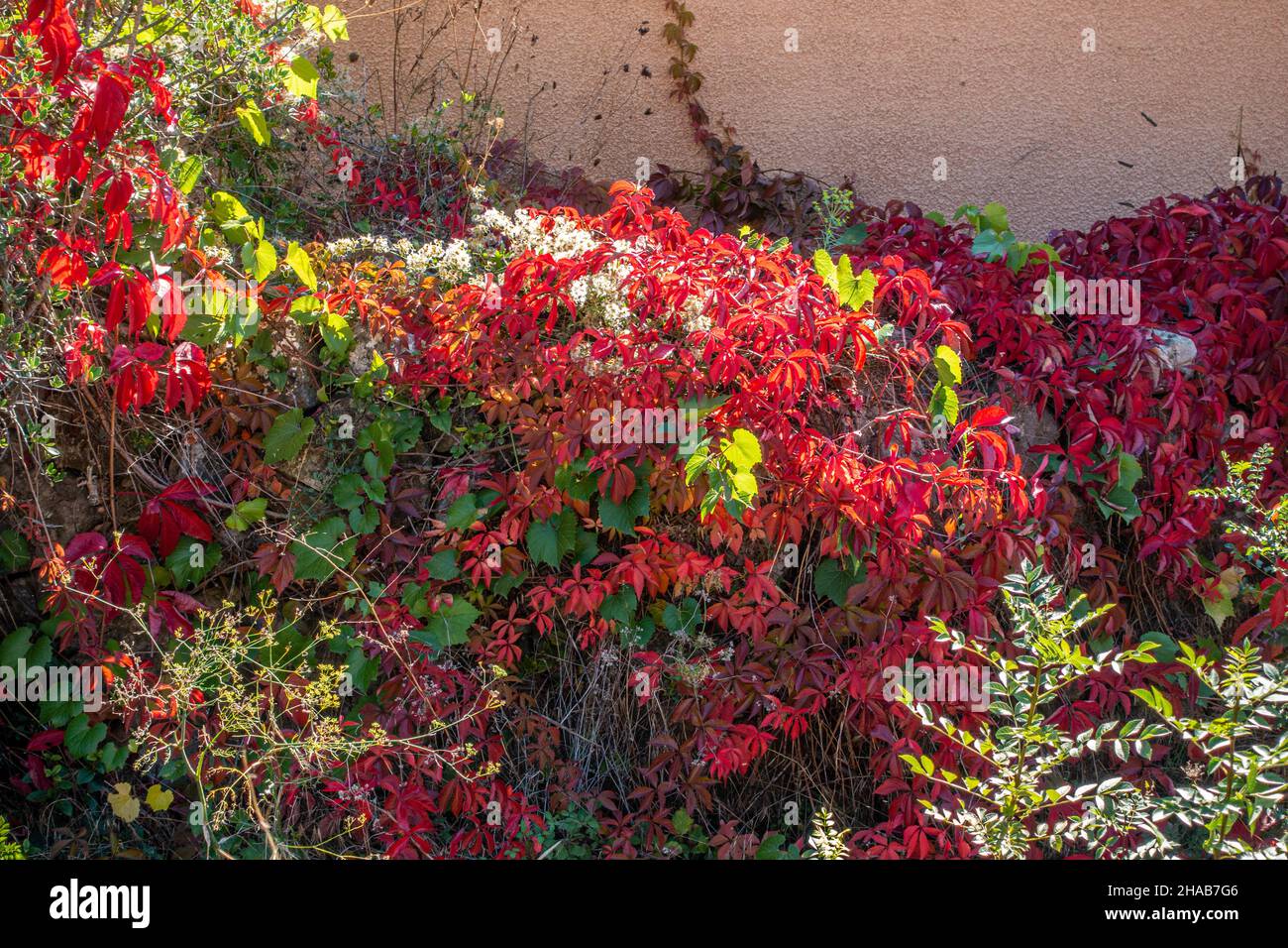 Red American Ivy growing on a wall in France Stock Photo - Alamy