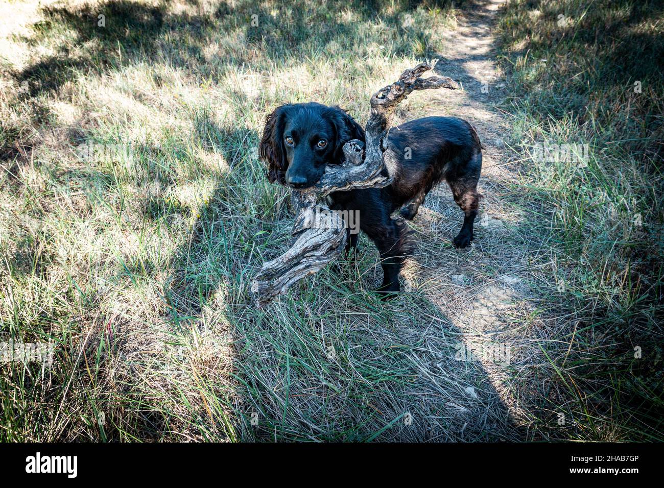 Two dogs having fun in Cessenon Sur Orb, France Stock Photo - Alamy