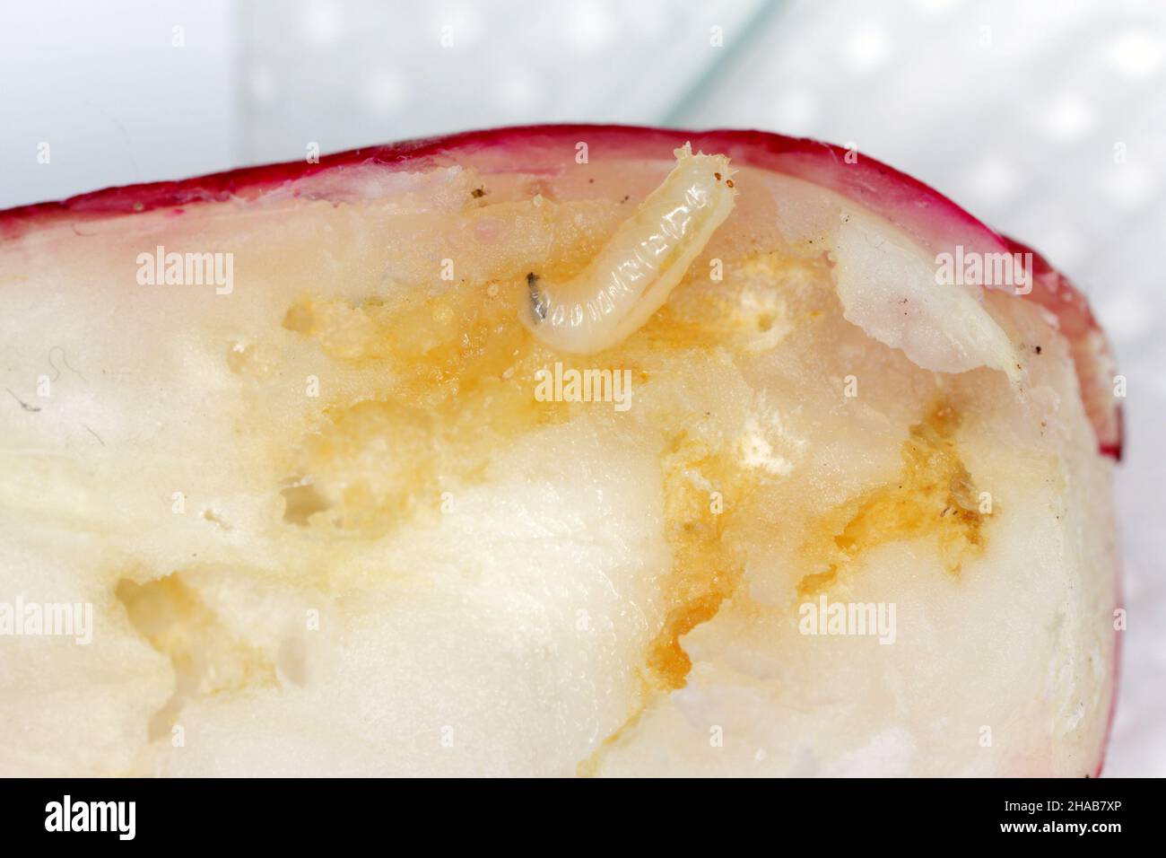 Larva of cabbage fly, cabbage root fly, root fly or turnip fly - Delia ...