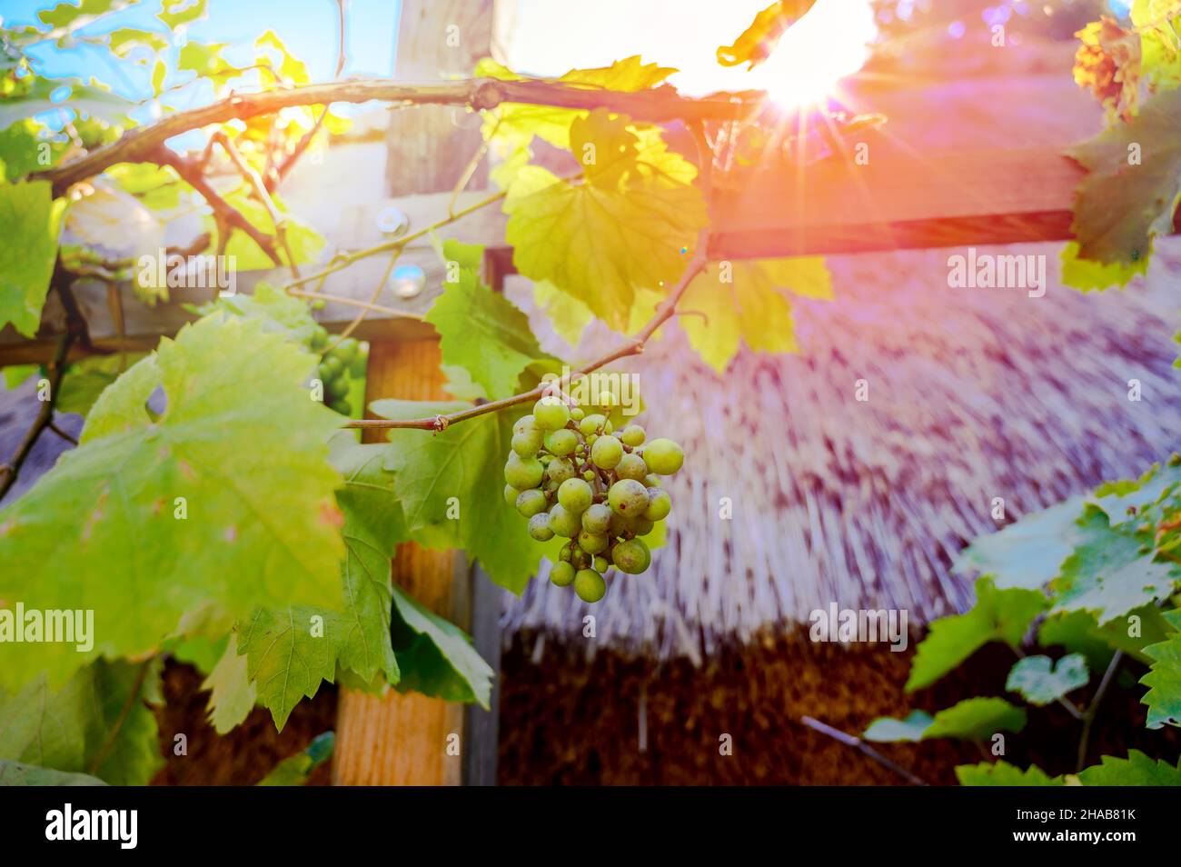 Grapes on the tree hi-res stock photography and images - Alamy