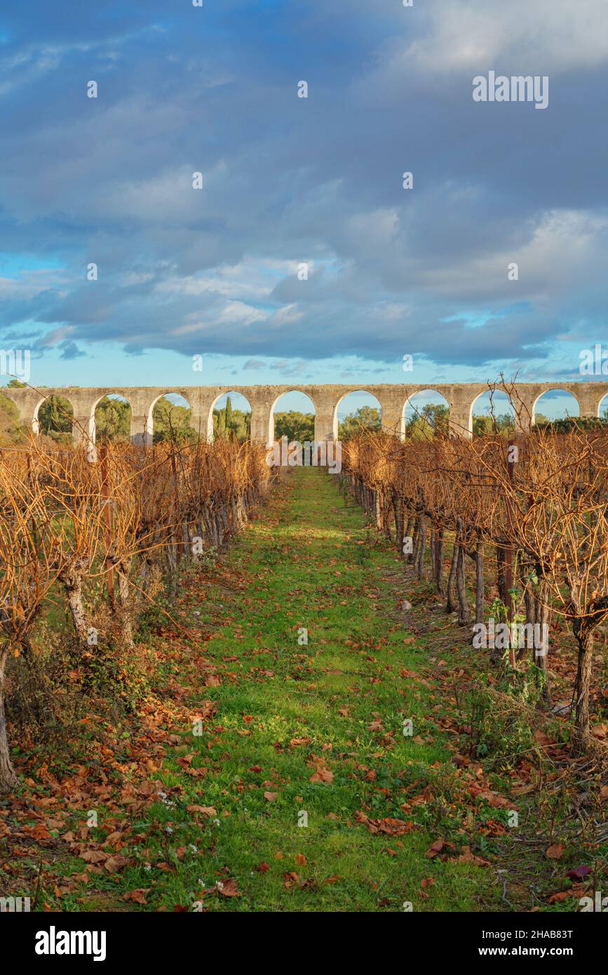 Vineyard under the sunlight in winter with an ancient roman aqueduct ...