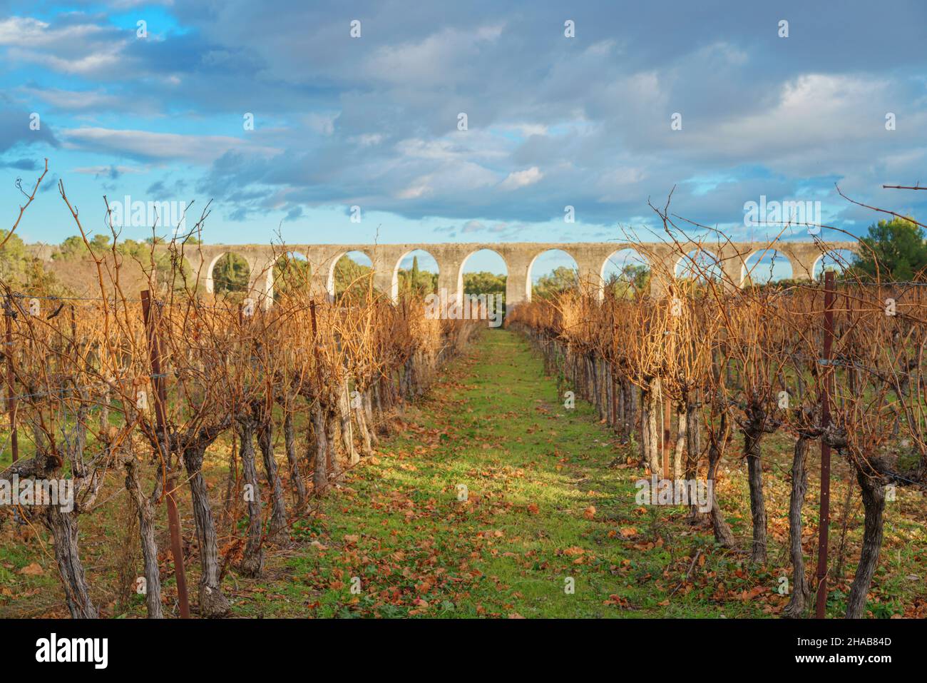 Vineyard under the sunlight in winter with an ancient roman aqueduct ...