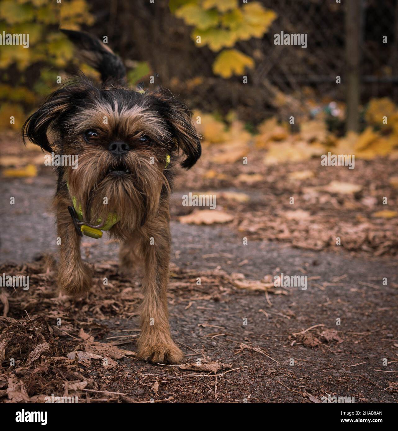 low down angle of a small dog Stock Photo - Alamy