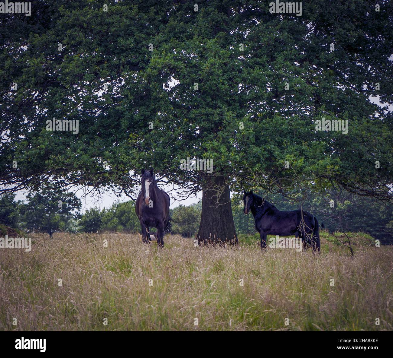 shire horses under a tree Stock Photo - Alamy
