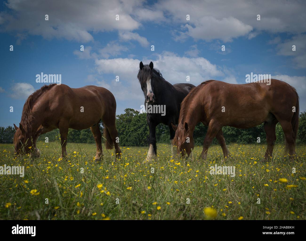 suffolk punch and shire horses Stock Photo - Alamy