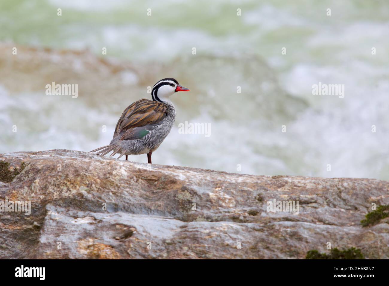 Female peruvian torrent duck hi-res stock photography and images - Alamy