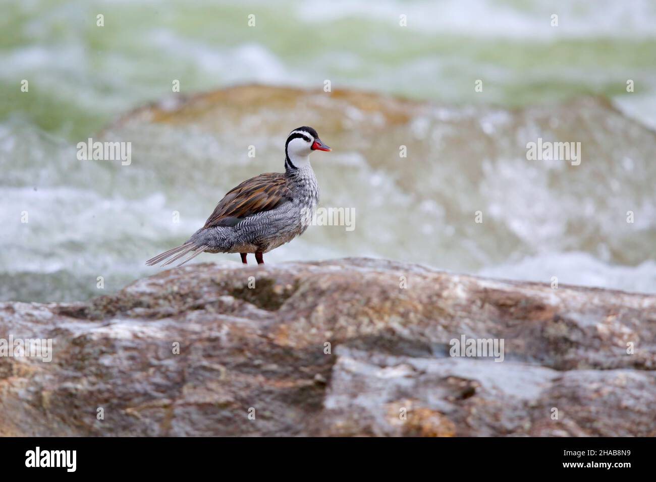 Female peruvian torrent duck hi-res stock photography and images - Alamy