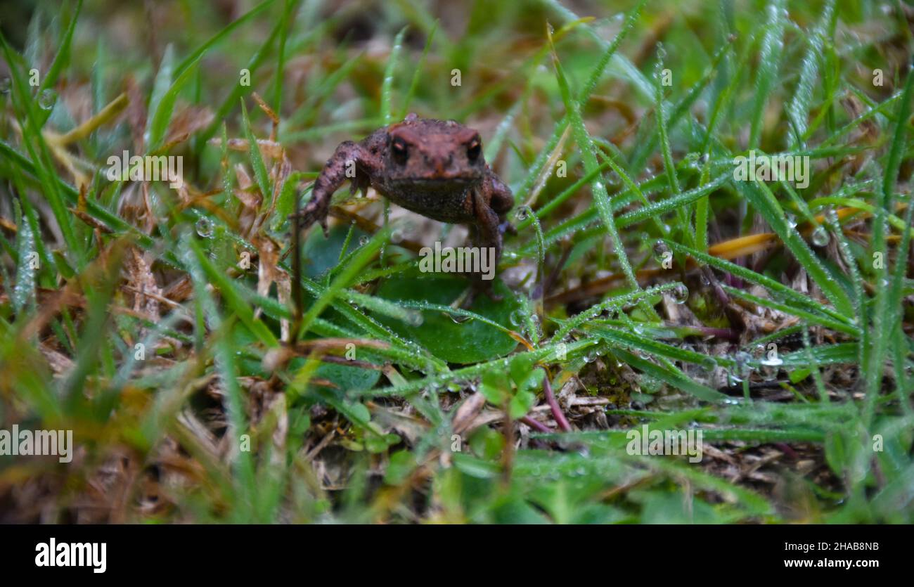 A small creepy toad crawling on a wet grassy ground covered with ...