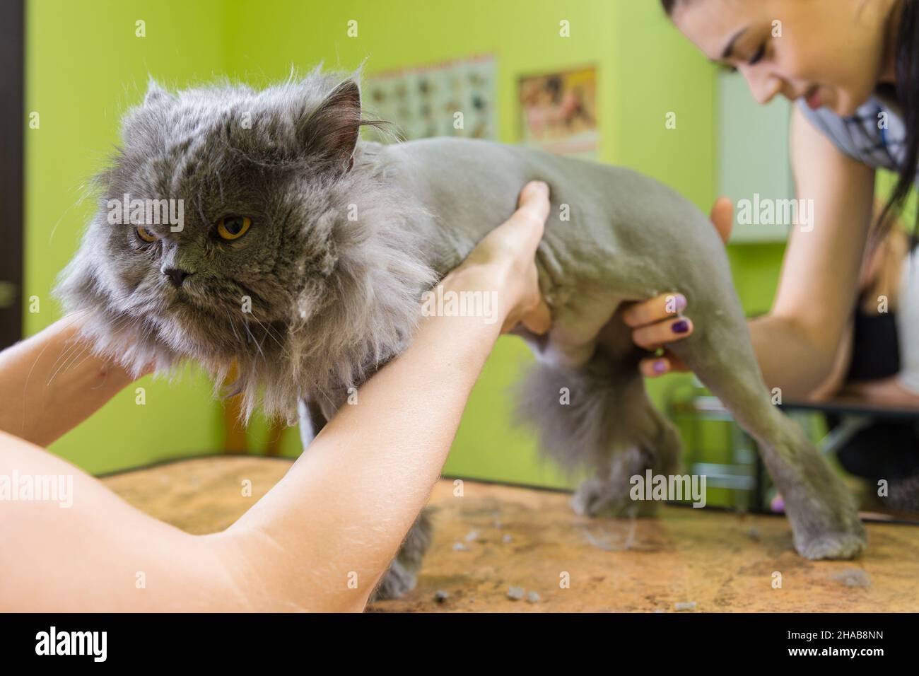 Cat grooming in pet beauty salon. The wizard uses the scissors for ...