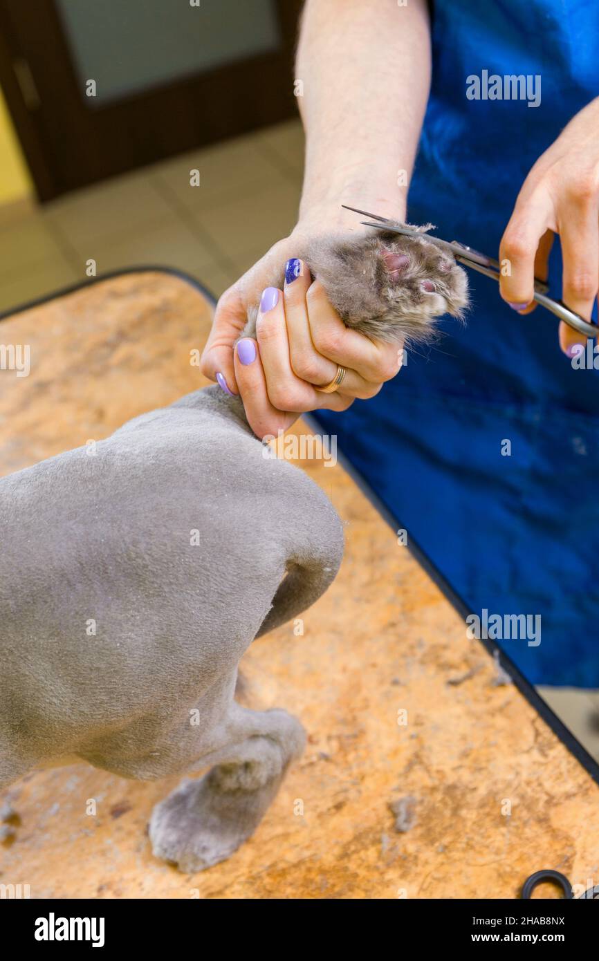 Cat grooming in pet beauty salon. The wizard uses the scissors for ...