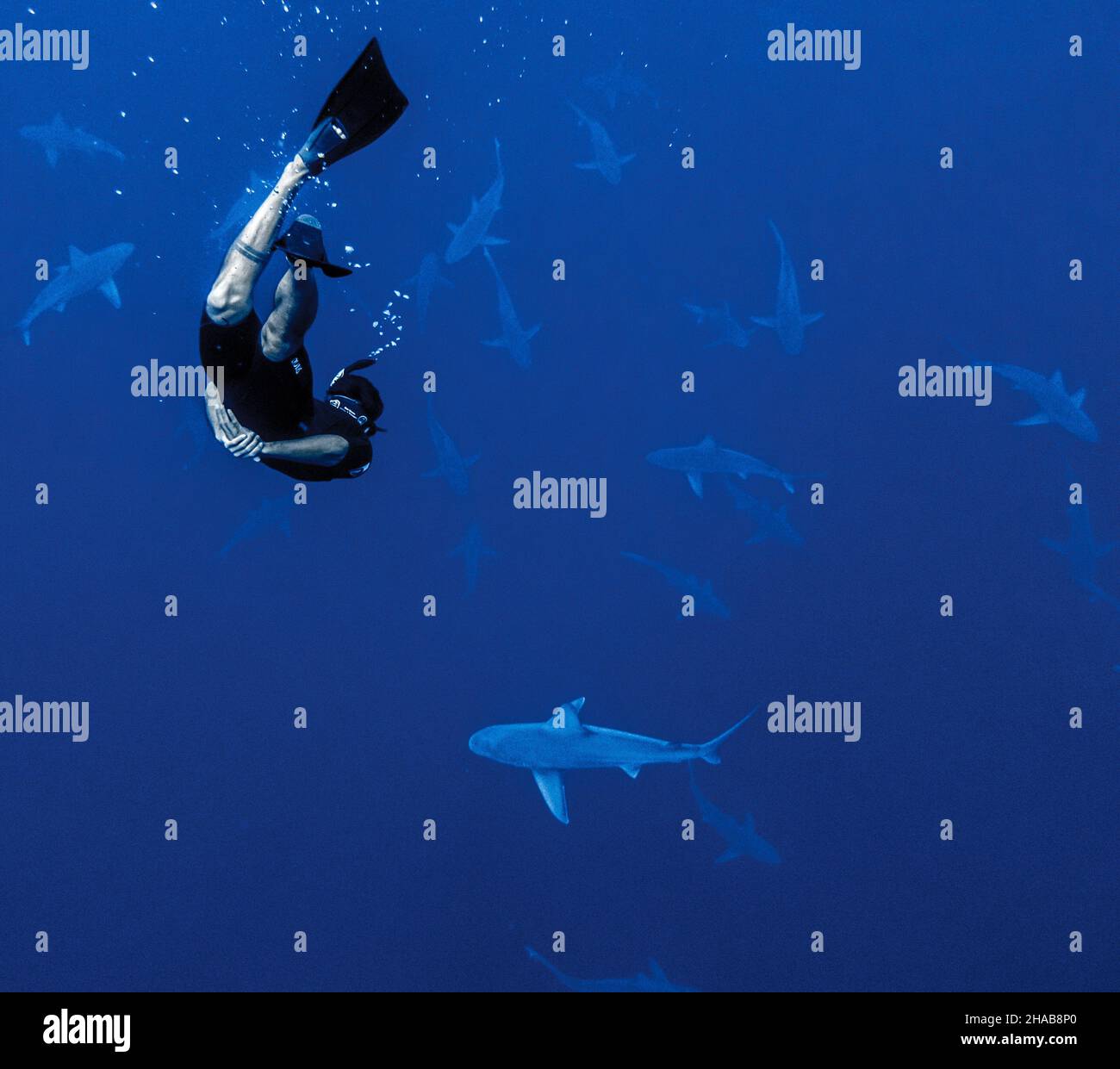 A man diving underwater with a Group of sharks Stock Photo - Alamy