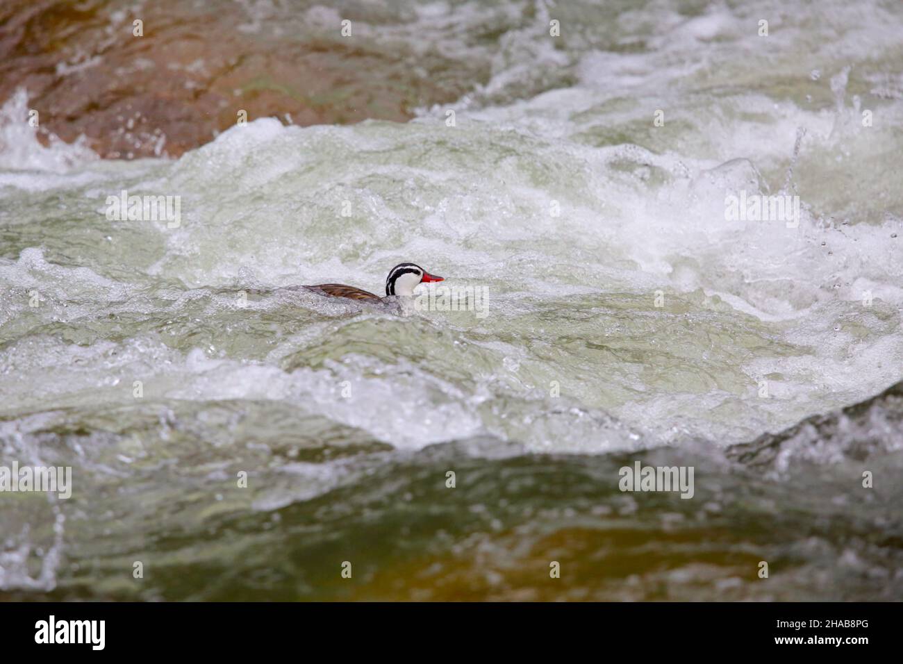 An adult drake Torrent Duck of the Peruvian race (Merganetta armata ...