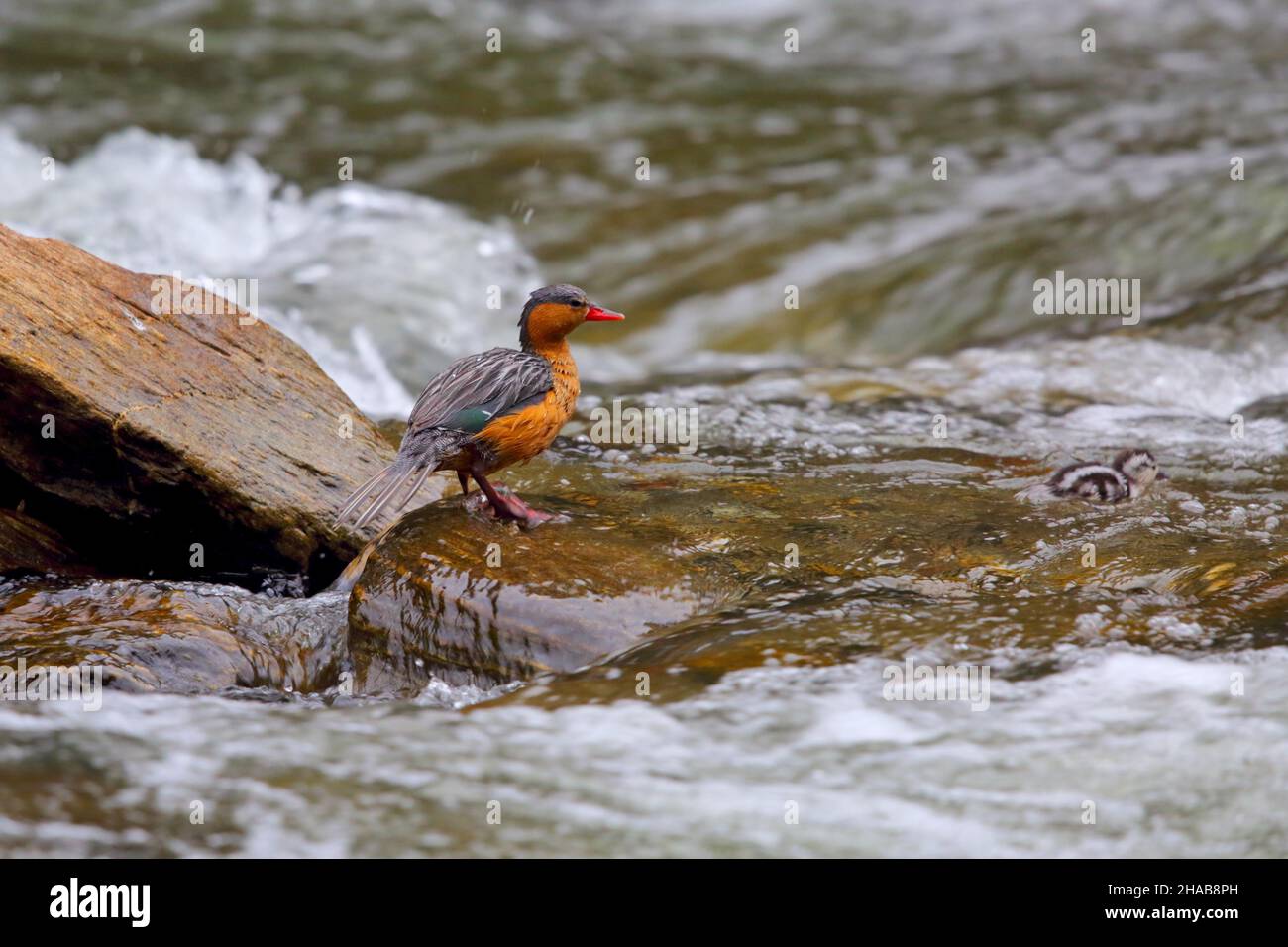 Female peruvian torrent duck hi-res stock photography and images - Alamy