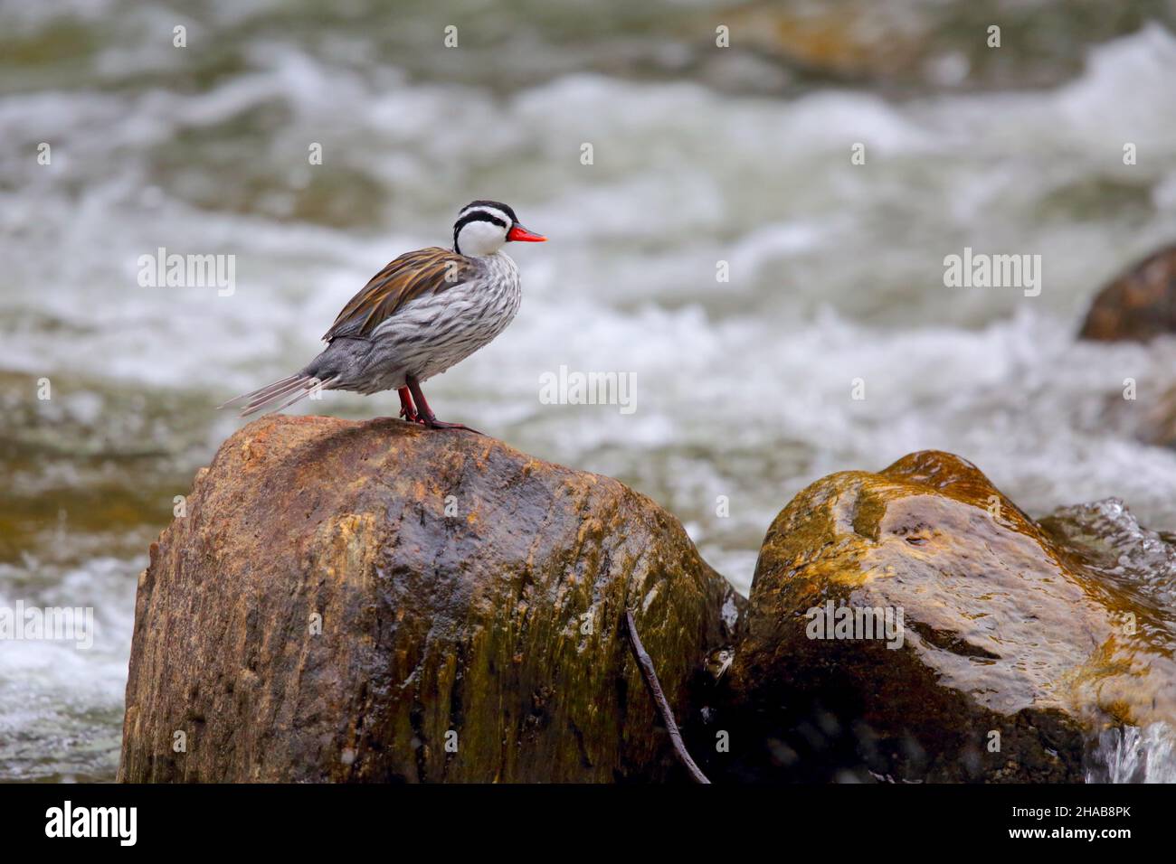 Torrent duck ecuador hi-res stock photography and images - Alamy
