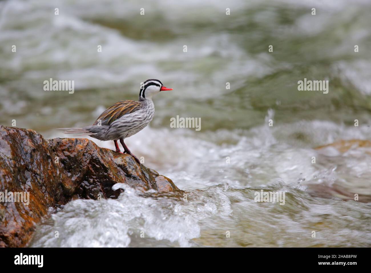 Female peruvian torrent duck hi-res stock photography and images - Alamy