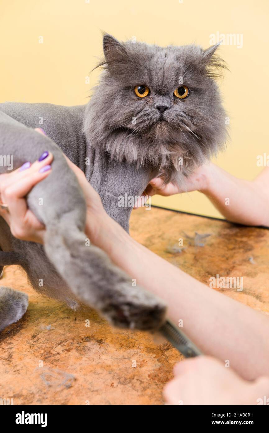 Cat grooming in pet beauty salon. The wizard uses the scissors for ...