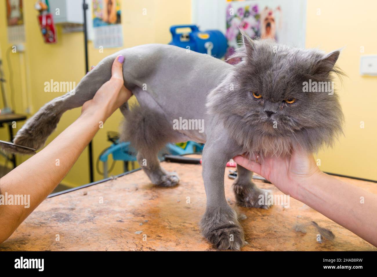 Cat grooming in pet beauty salon. The wizard uses the scissors for ...
