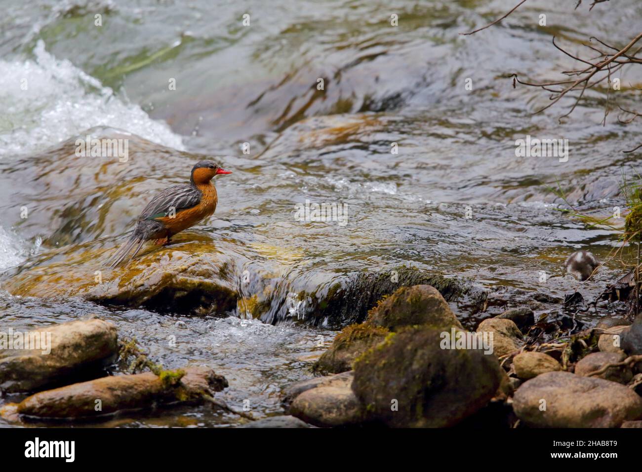 Female peruvian torrent duck hi-res stock photography and images - Alamy