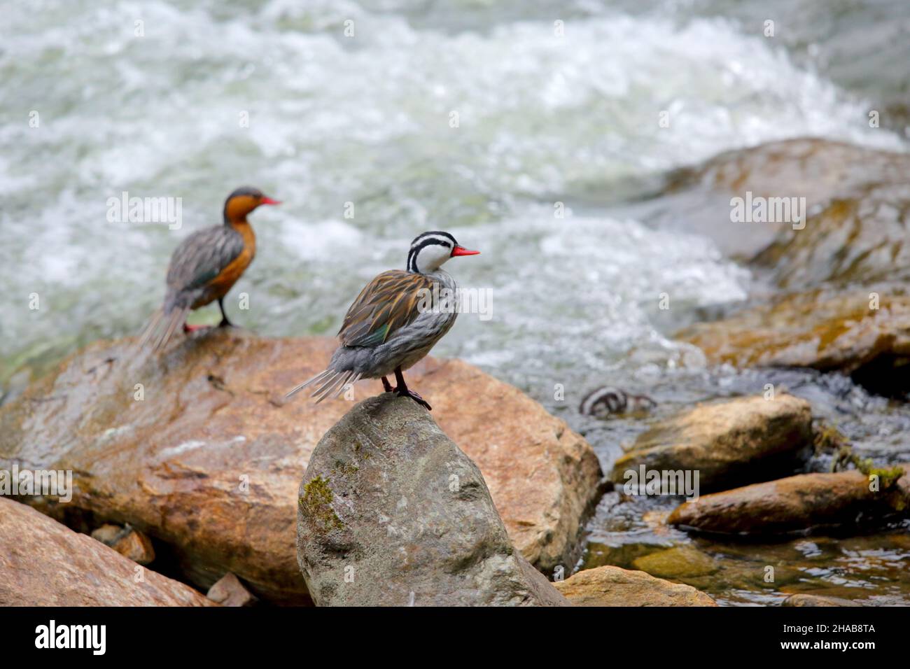Family of duck hi-res stock photography and images - Alamy