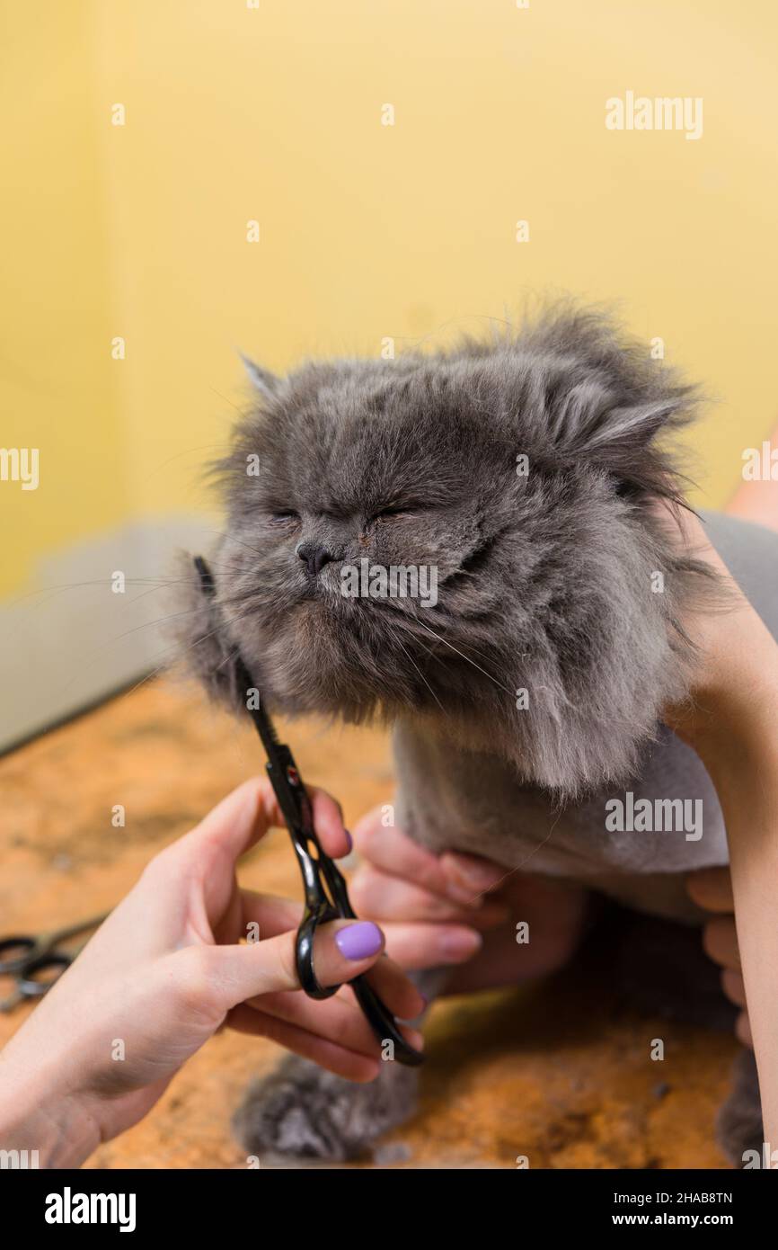 Cat grooming in pet beauty salon. The wizard uses the scissors for ...