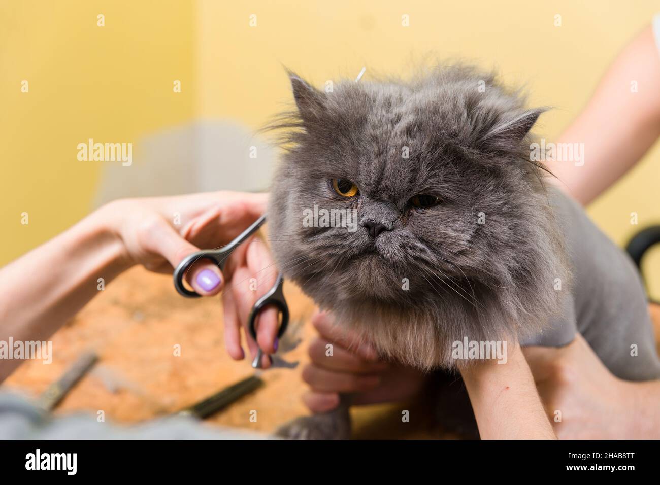 Cat grooming in pet beauty salon. The wizard uses the scissors for ...