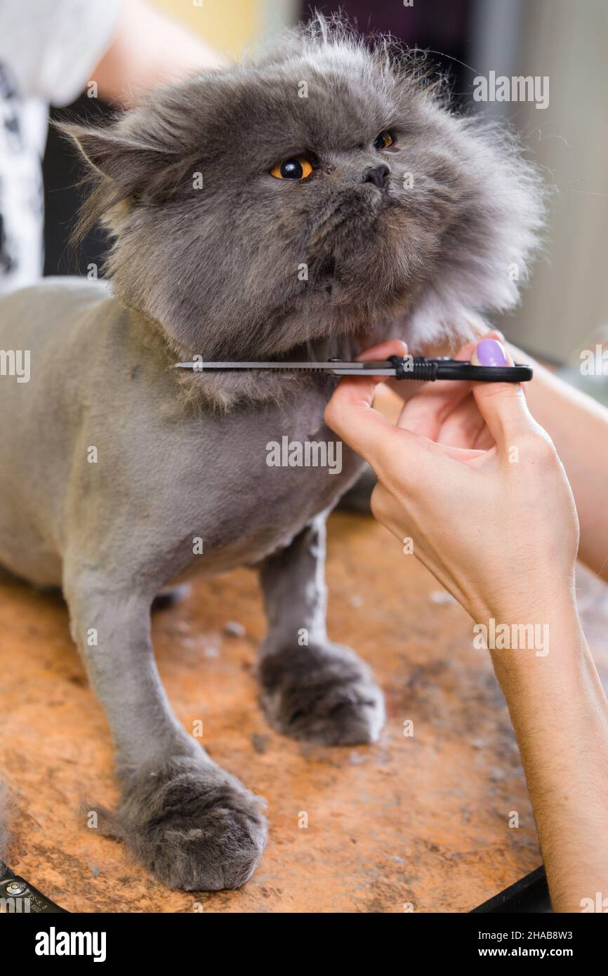 Cat grooming in pet beauty salon. The wizard uses the scissors for ...