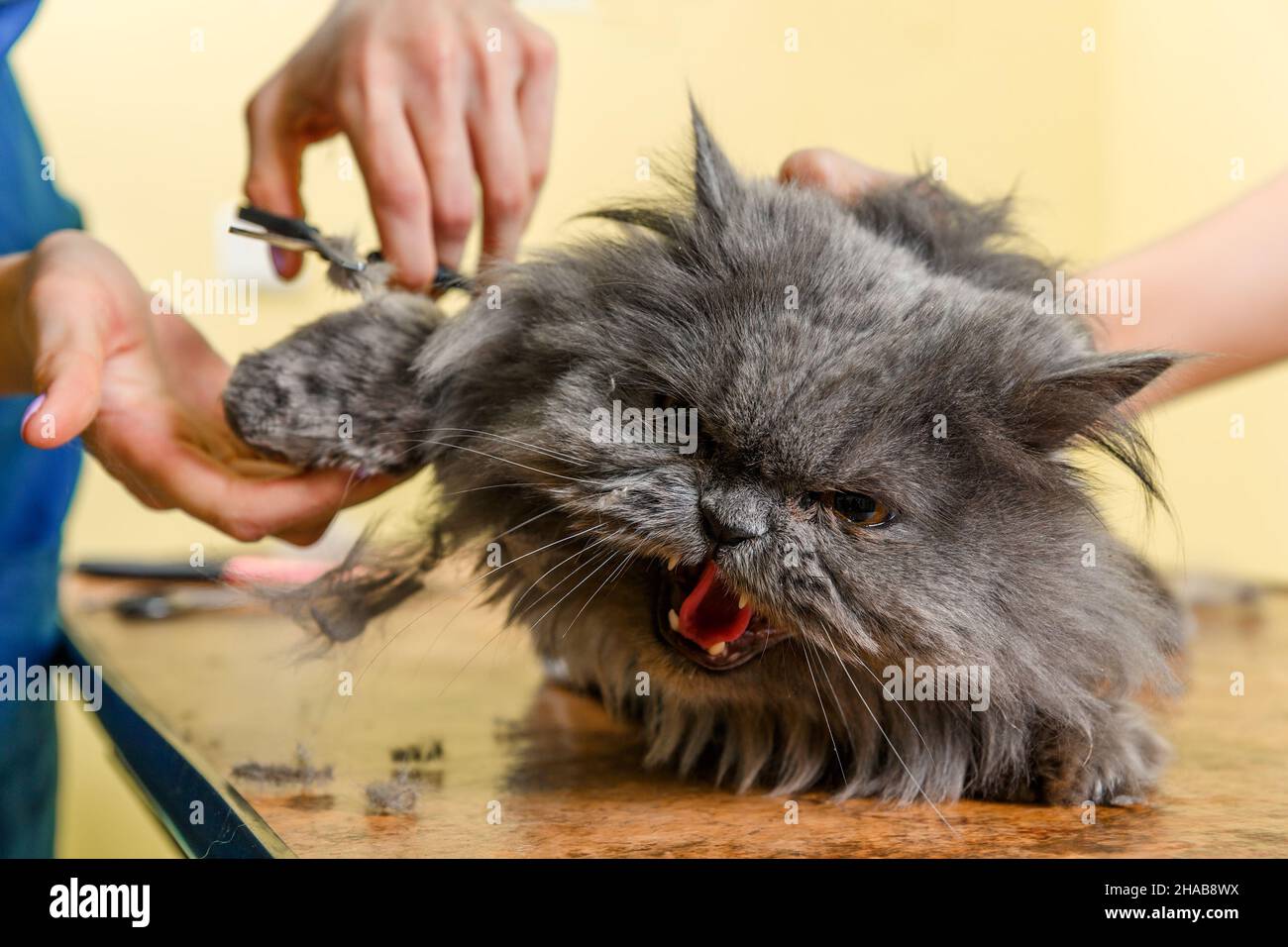 Persian cat sheared in the beauty salon for the animals. The cat is ...