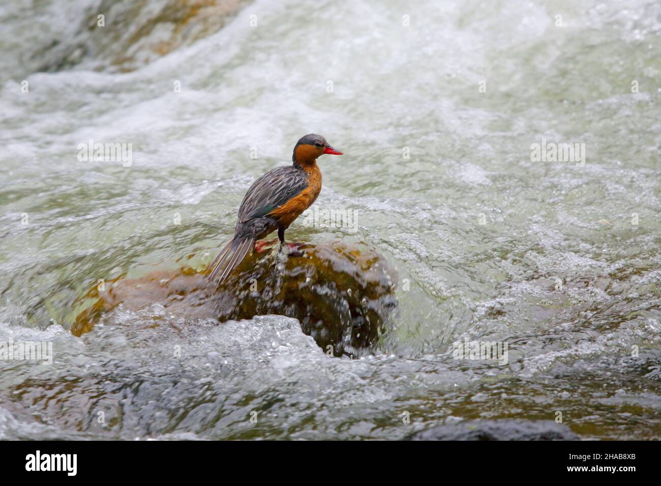 Female peruvian torrent duck hi-res stock photography and images - Alamy