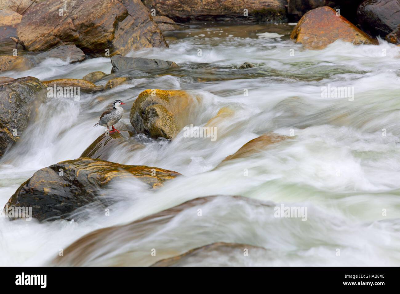 Drake peruvian torrent duck hi-res stock photography and images - Alamy