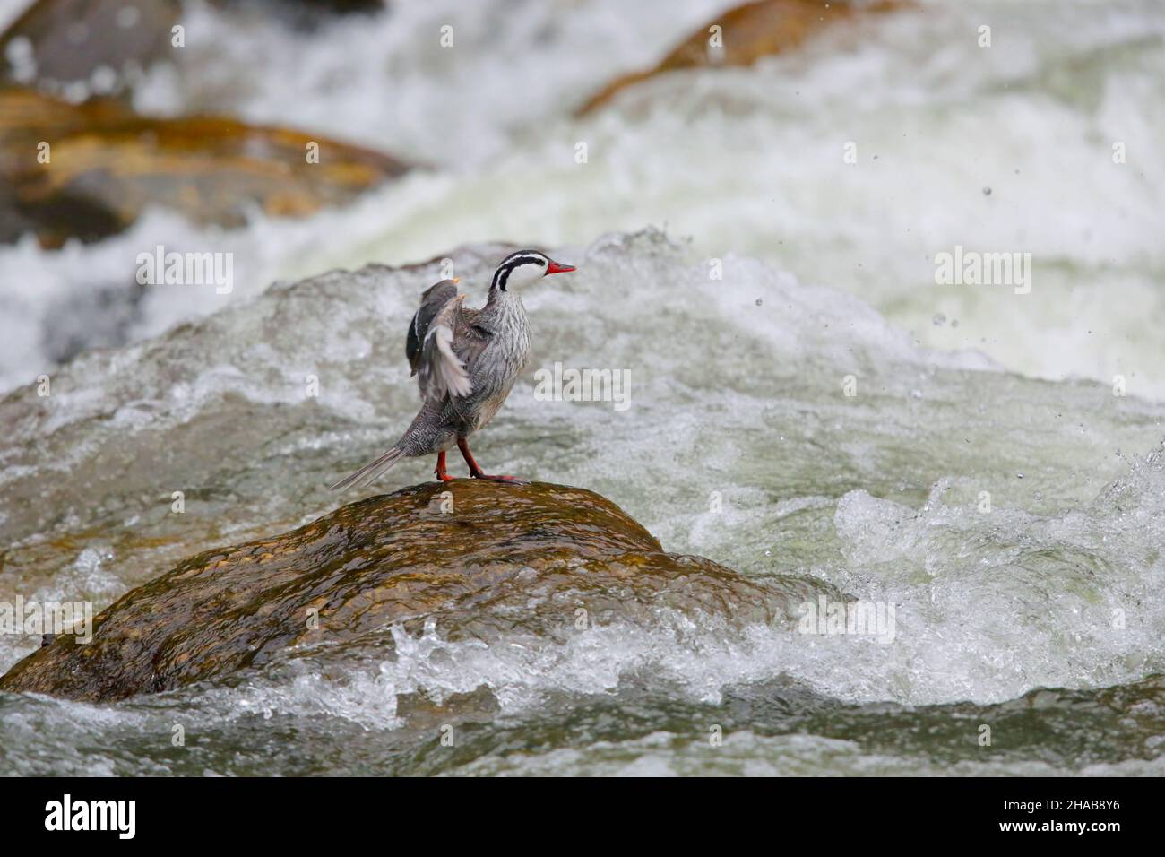 An adult drake Torrent Duck of the Peruvian race (Merganetta armata ...